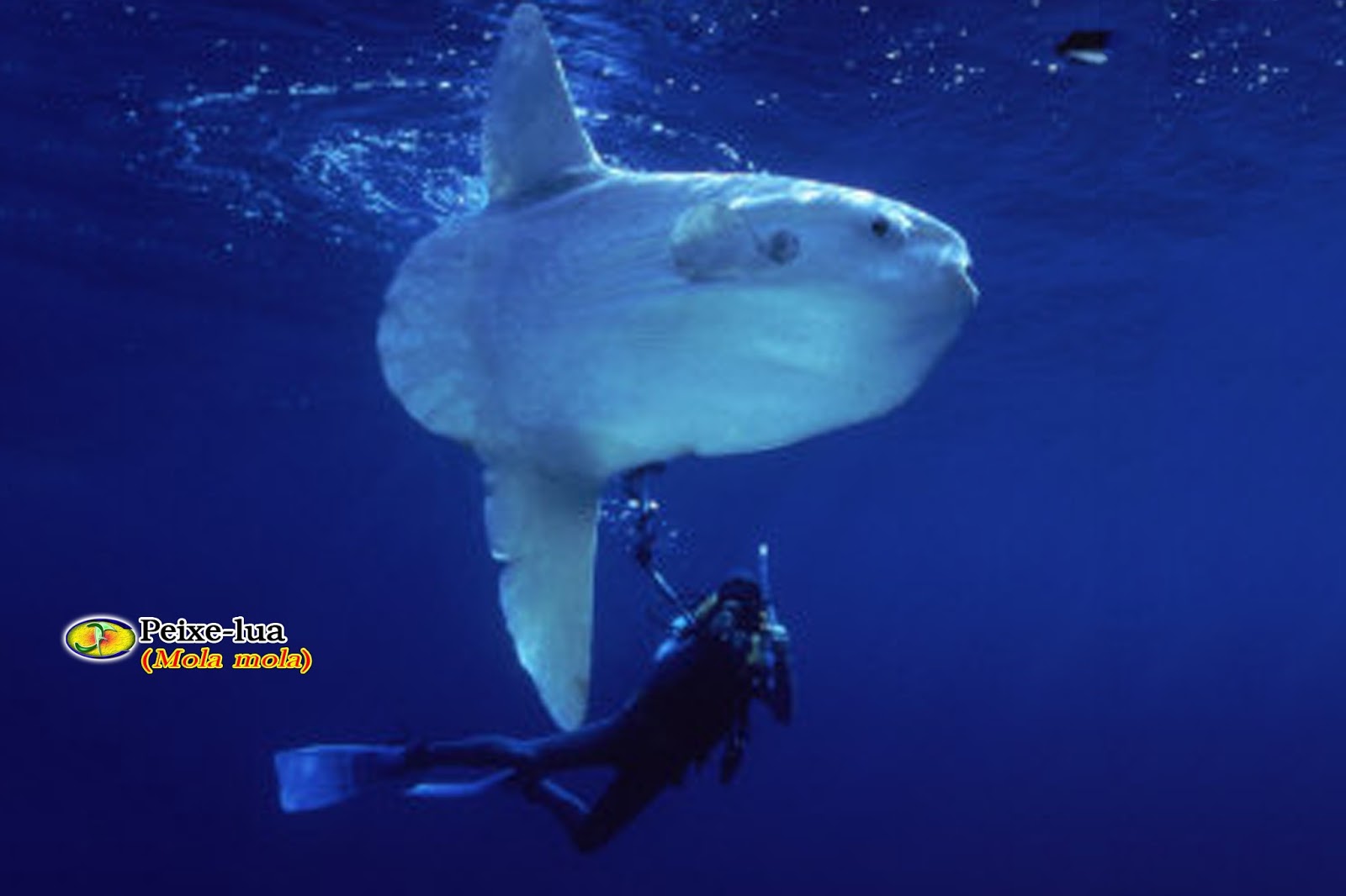 Zoologia: Peixe-lua (Mola mola)